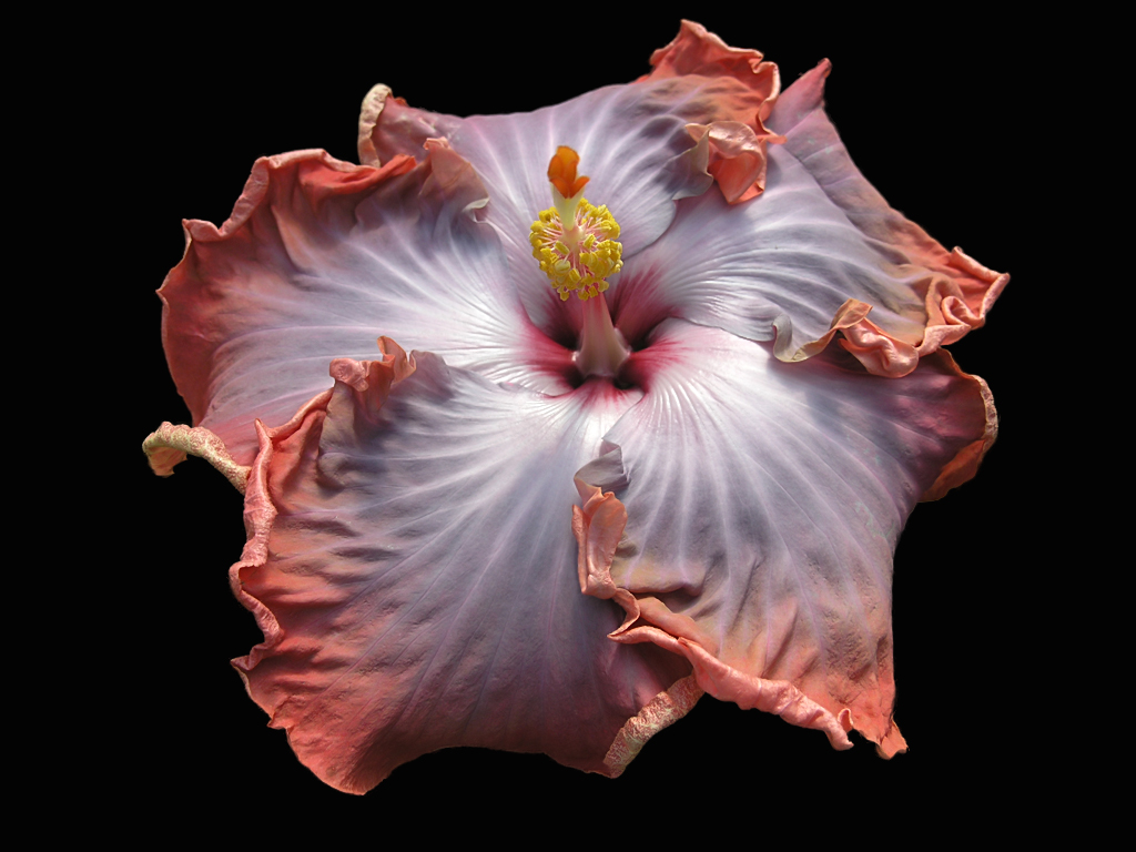 CREOLE LADY - Dupont Nursery