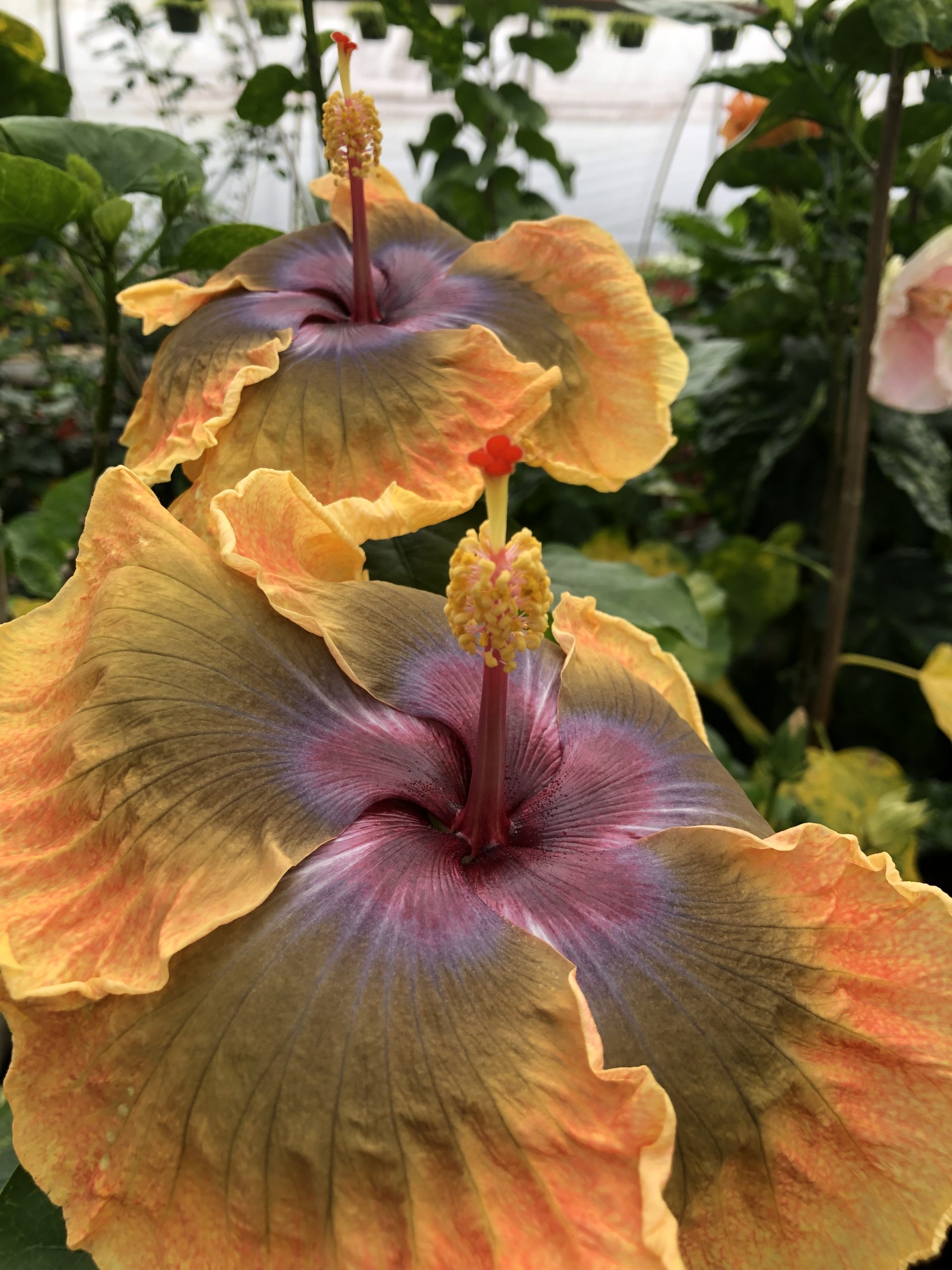 CAJUN MASQUERADE - Dupont Nursery