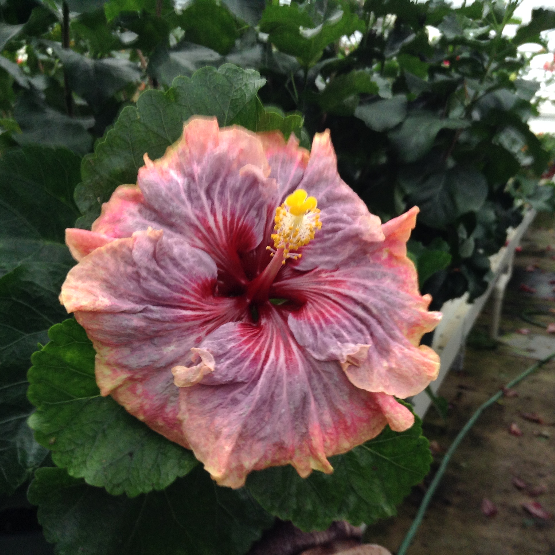 DARK PRINCESS - Dupont Nursery