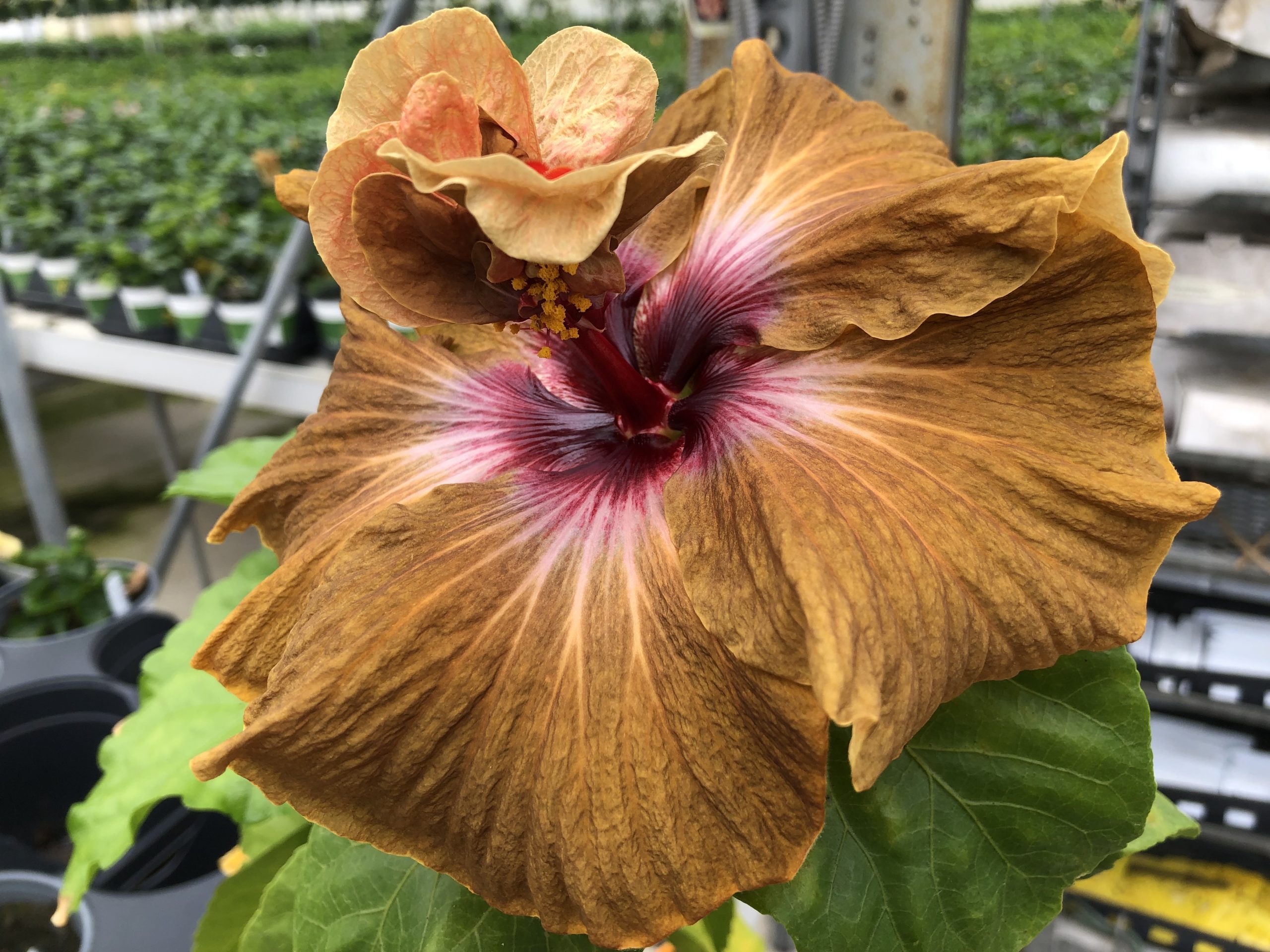 MAGIC SUNSET - Dupont Nursery