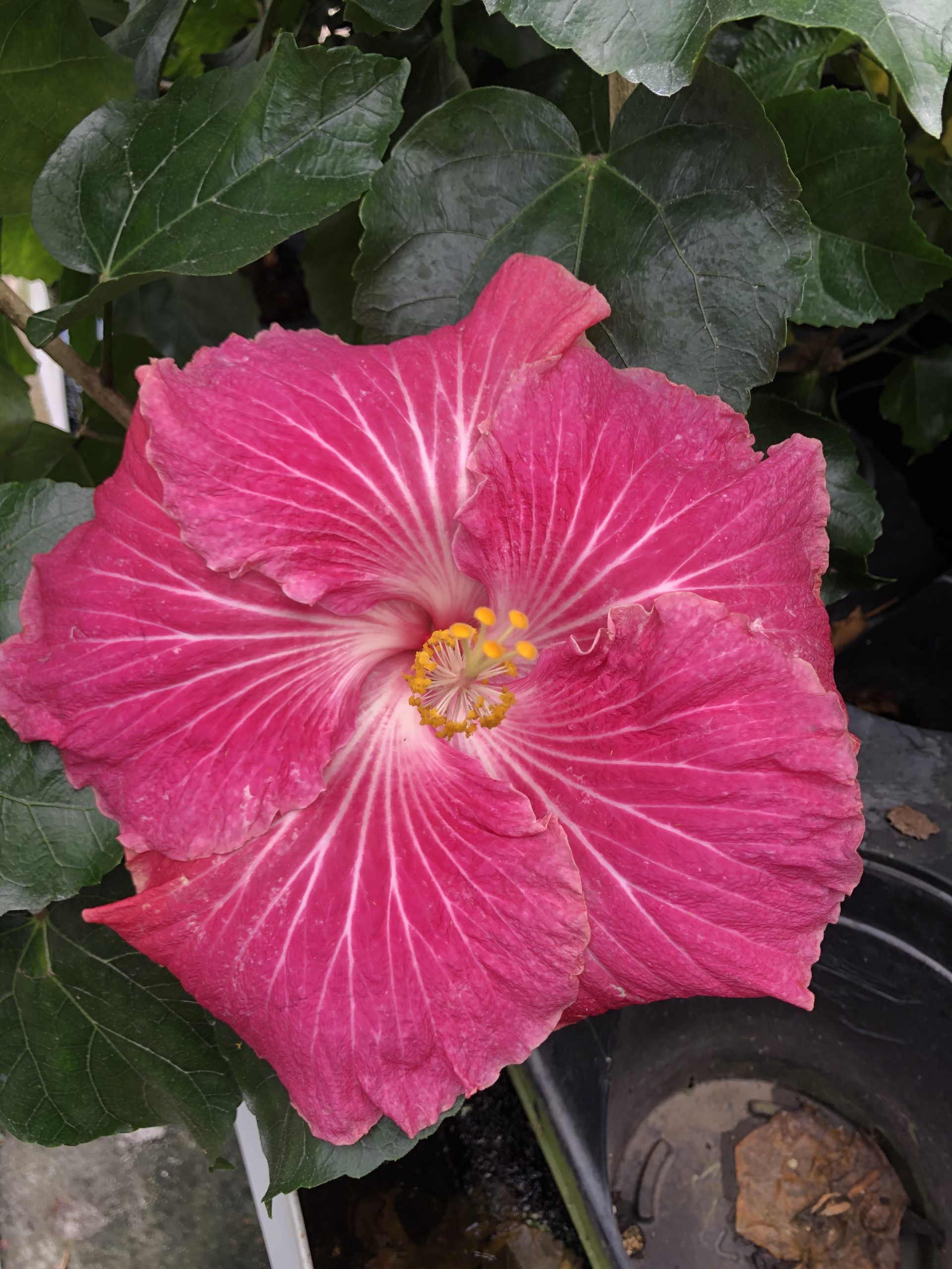 PINK WHIRLWIND - Dupont Nursery