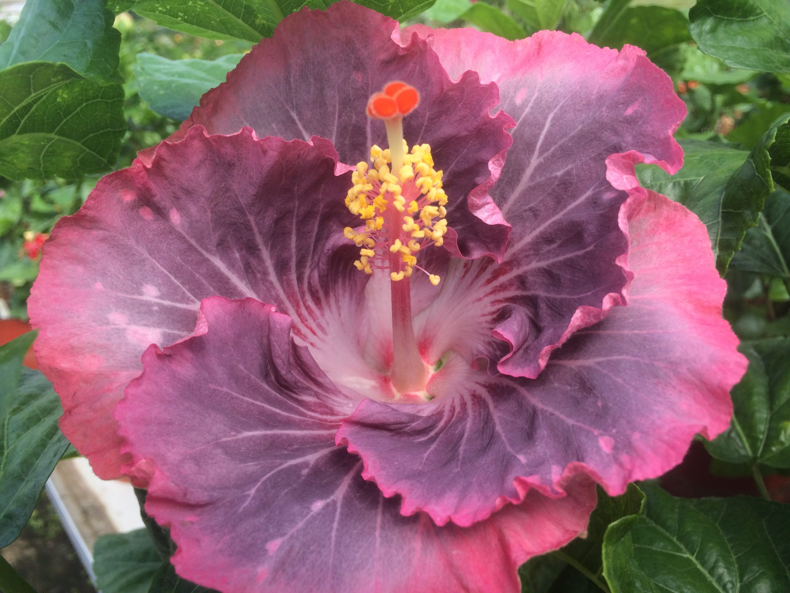 PINK SNOW - Dupont Nursery