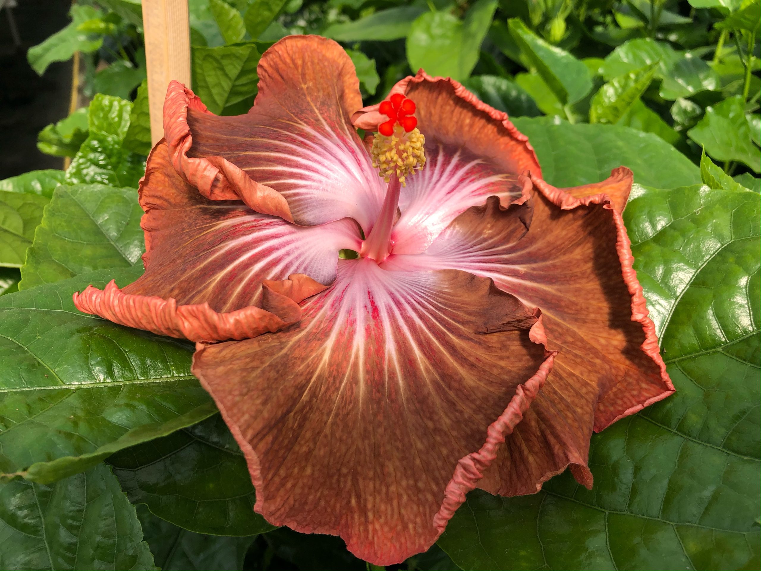 Thunderstruck - Dupont Nursery