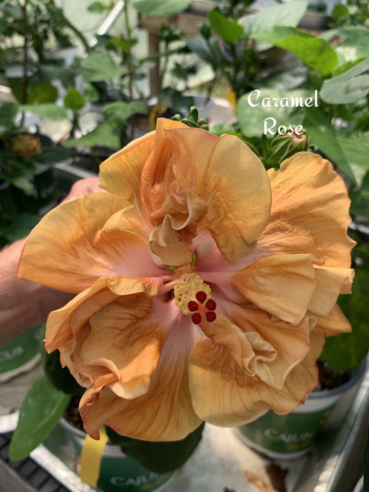 CARAMEL ROSE - Dupont Nursery