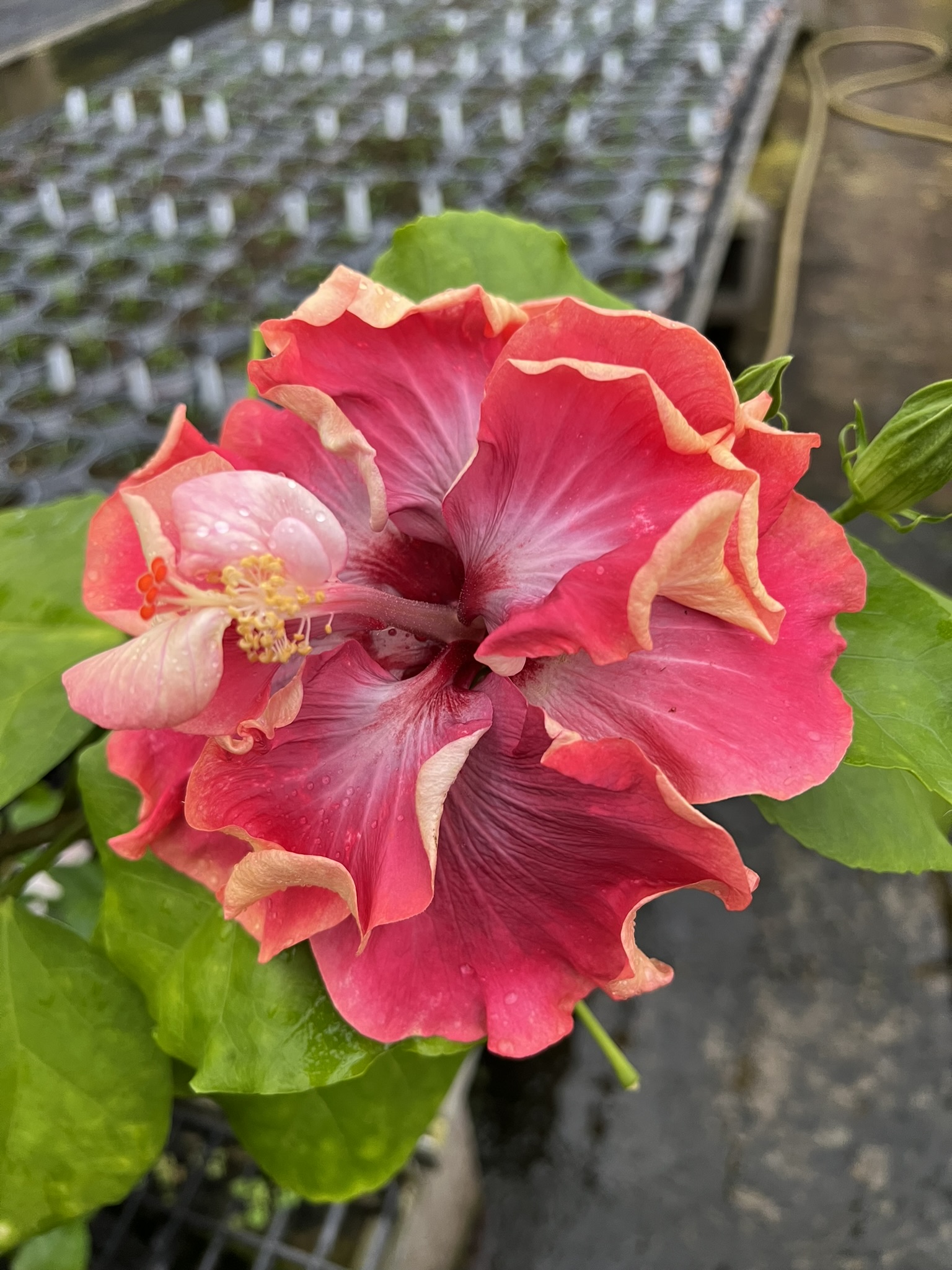 COLLYN RENEE - Dupont Nursery