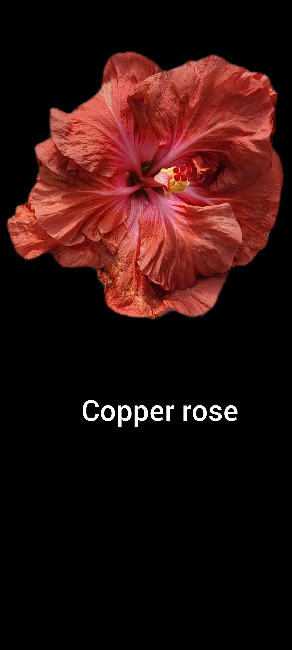 COPPER ROSE - Dupont Nursery
