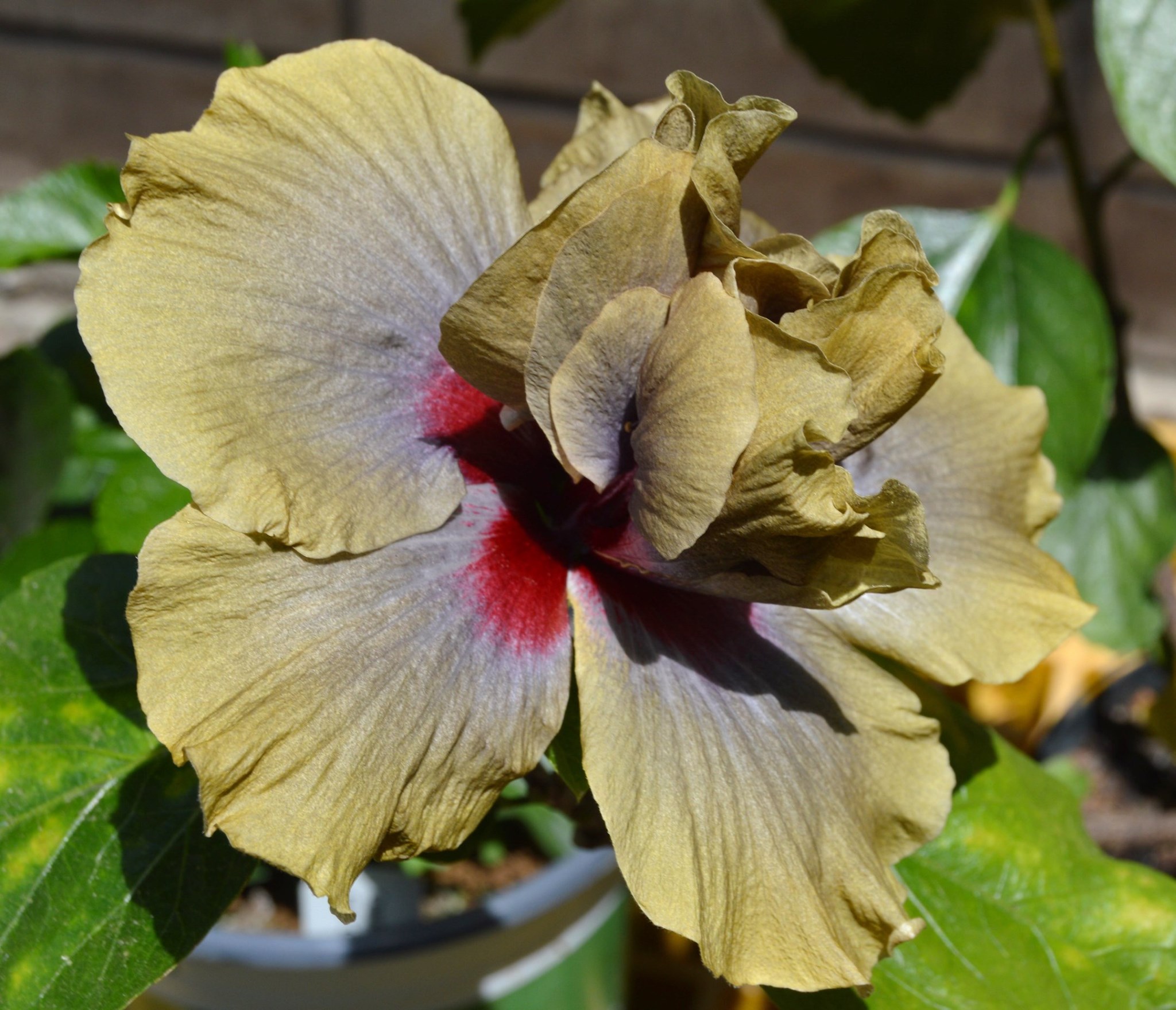 FILE` GUMBO - Dupont Nursery