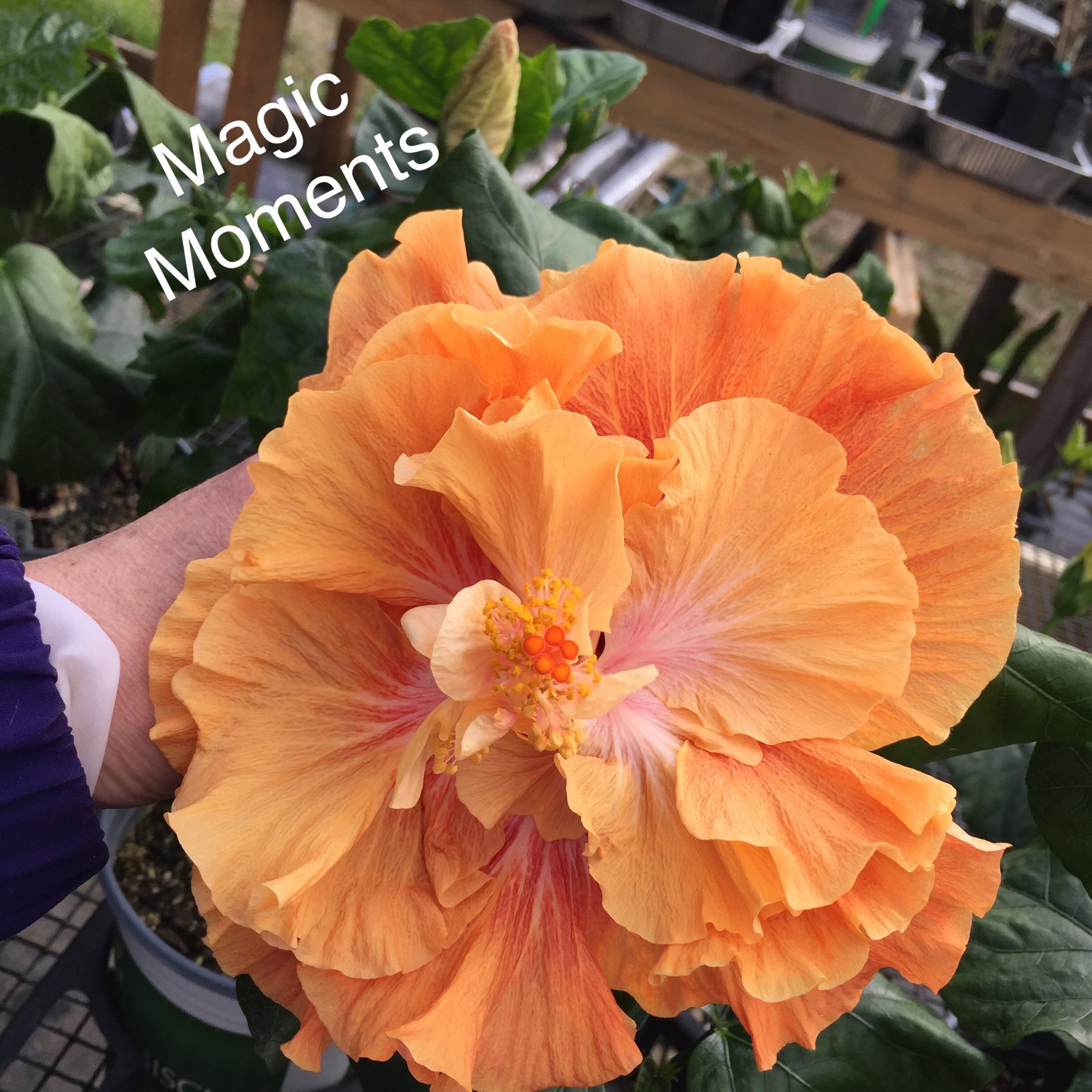 MAGIC MOMENTS - Dupont Nursery