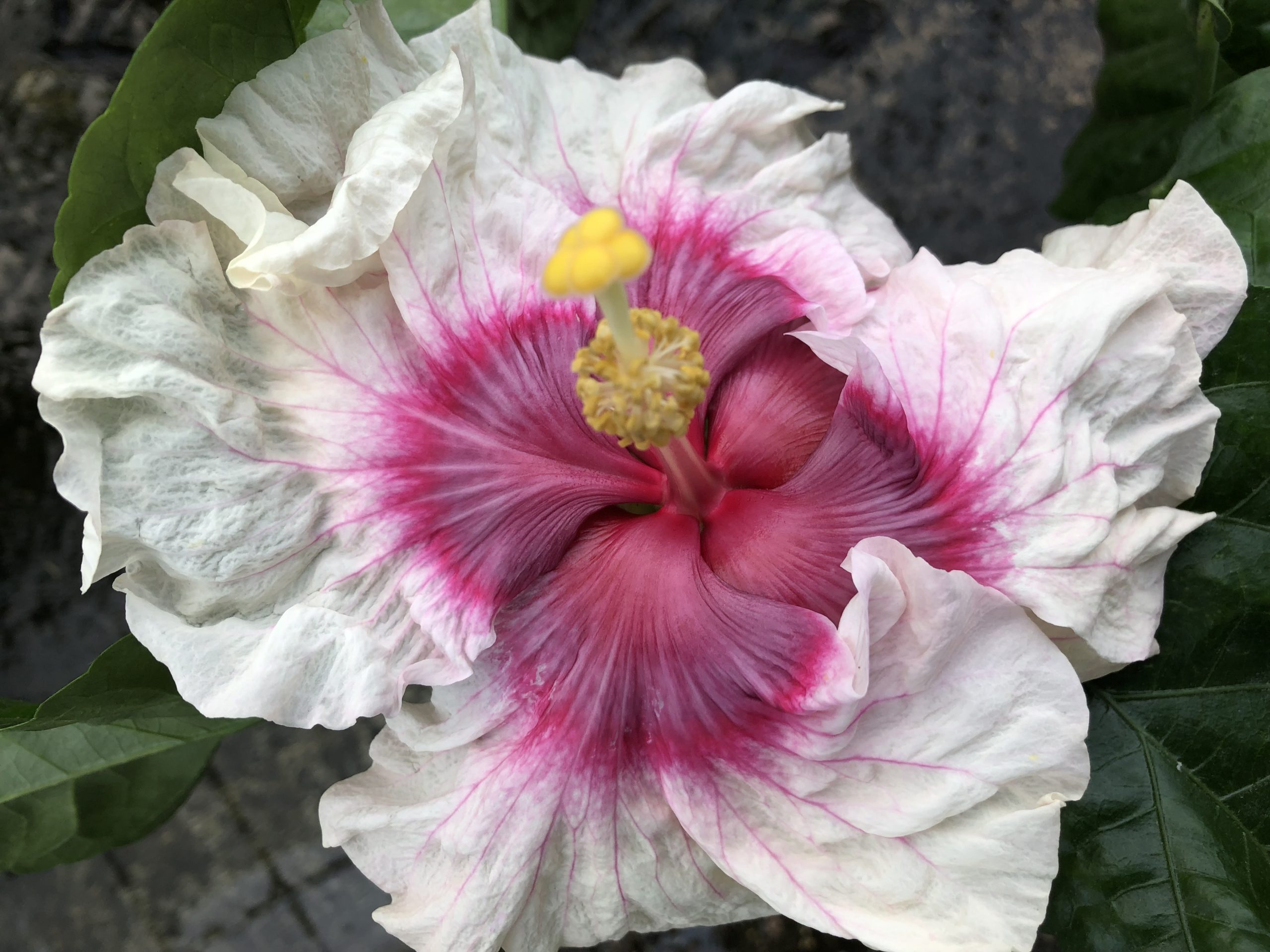 MARY CATHERINE - Dupont Nursery