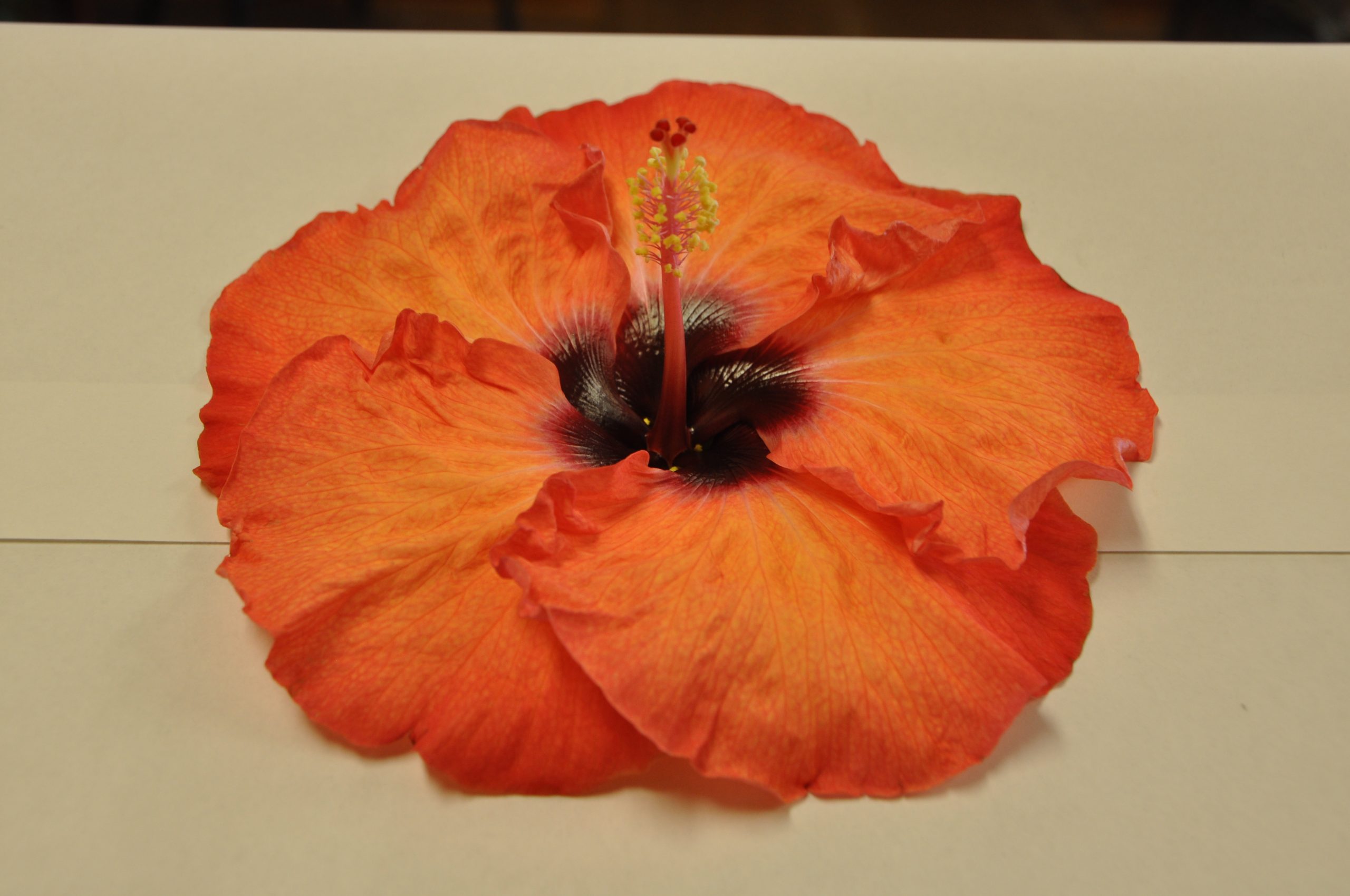 ORANGE PUNCH - Dupont Nursery