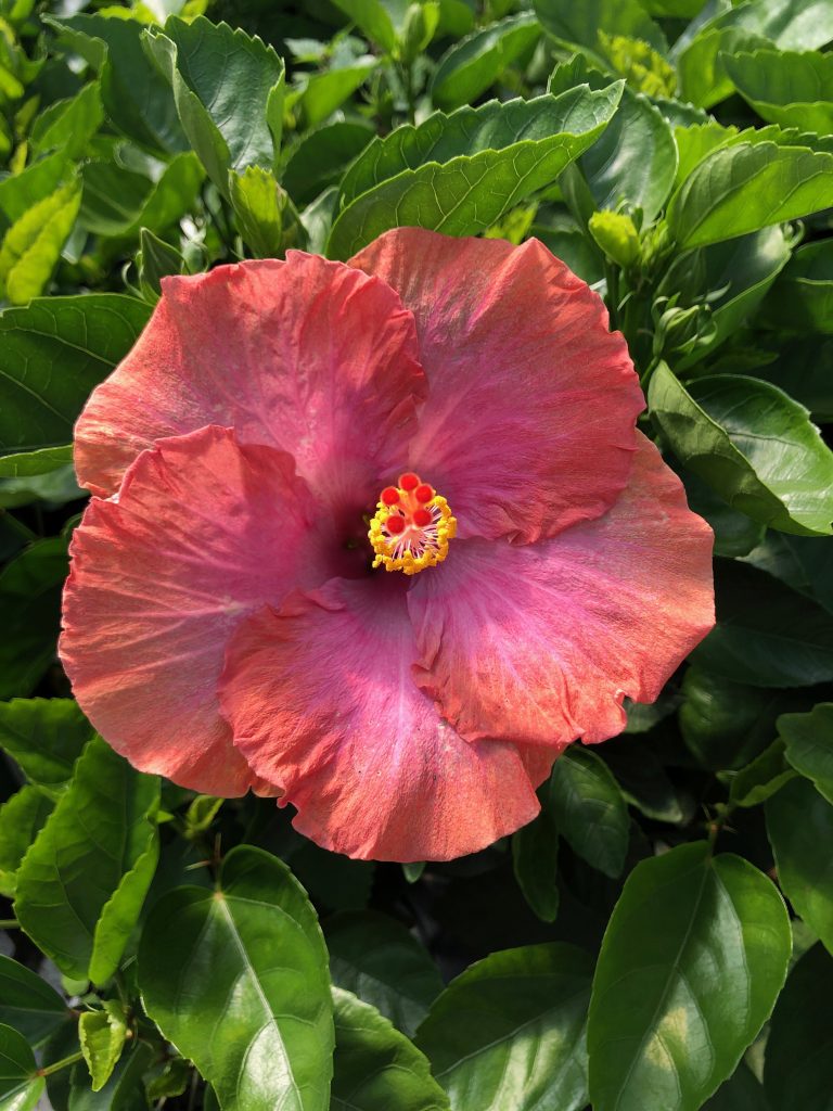 PINK DWARF - Dupont Nursery