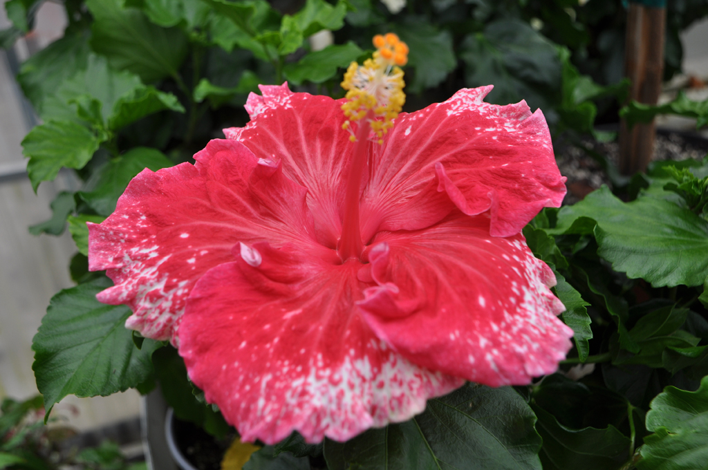 PEPPERMINT PARISOL - Dupont Nursery