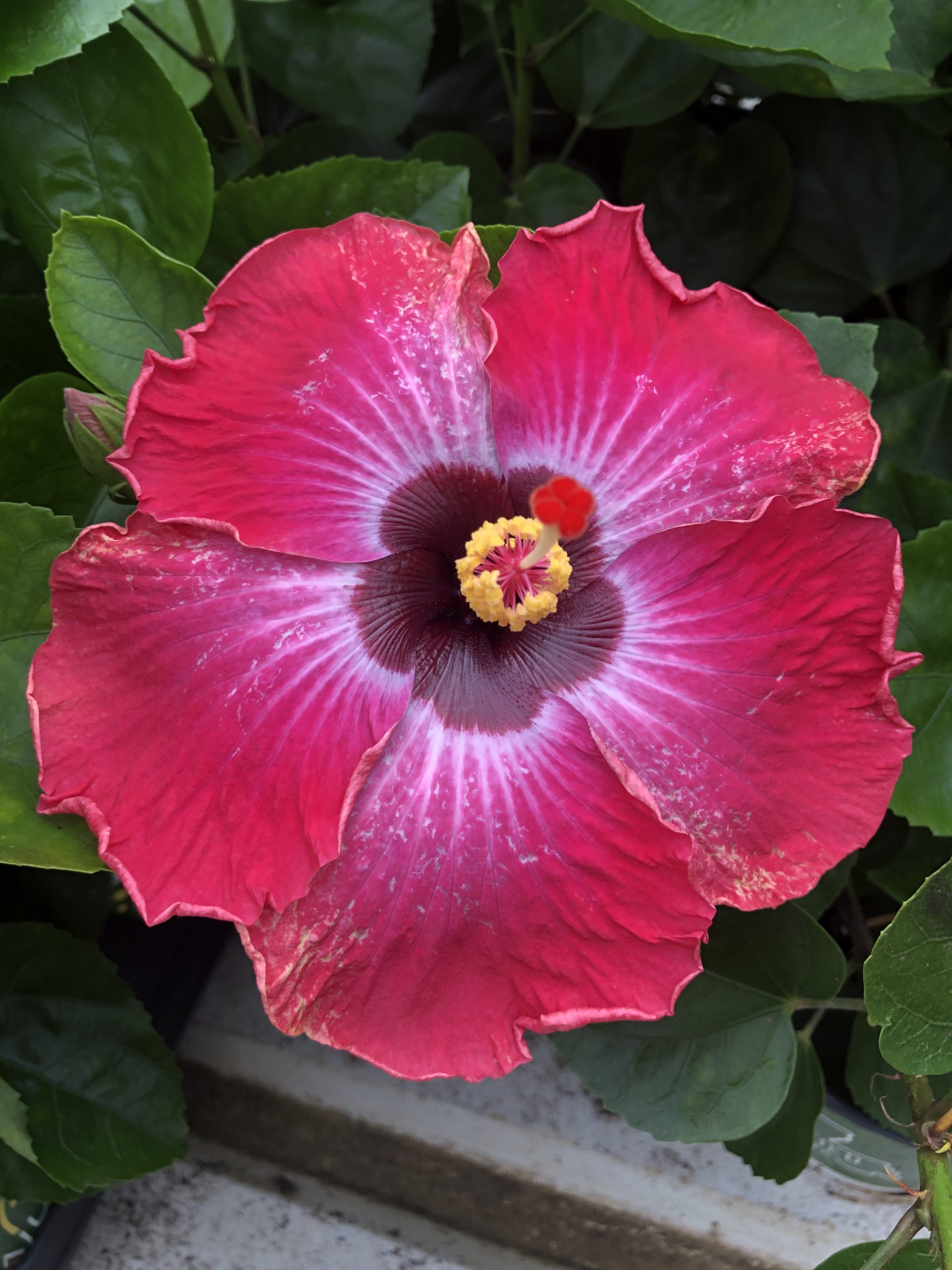 RUM RUNNER - Dupont Nursery