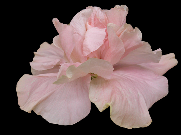 SWEET PINK - Dupont Nursery