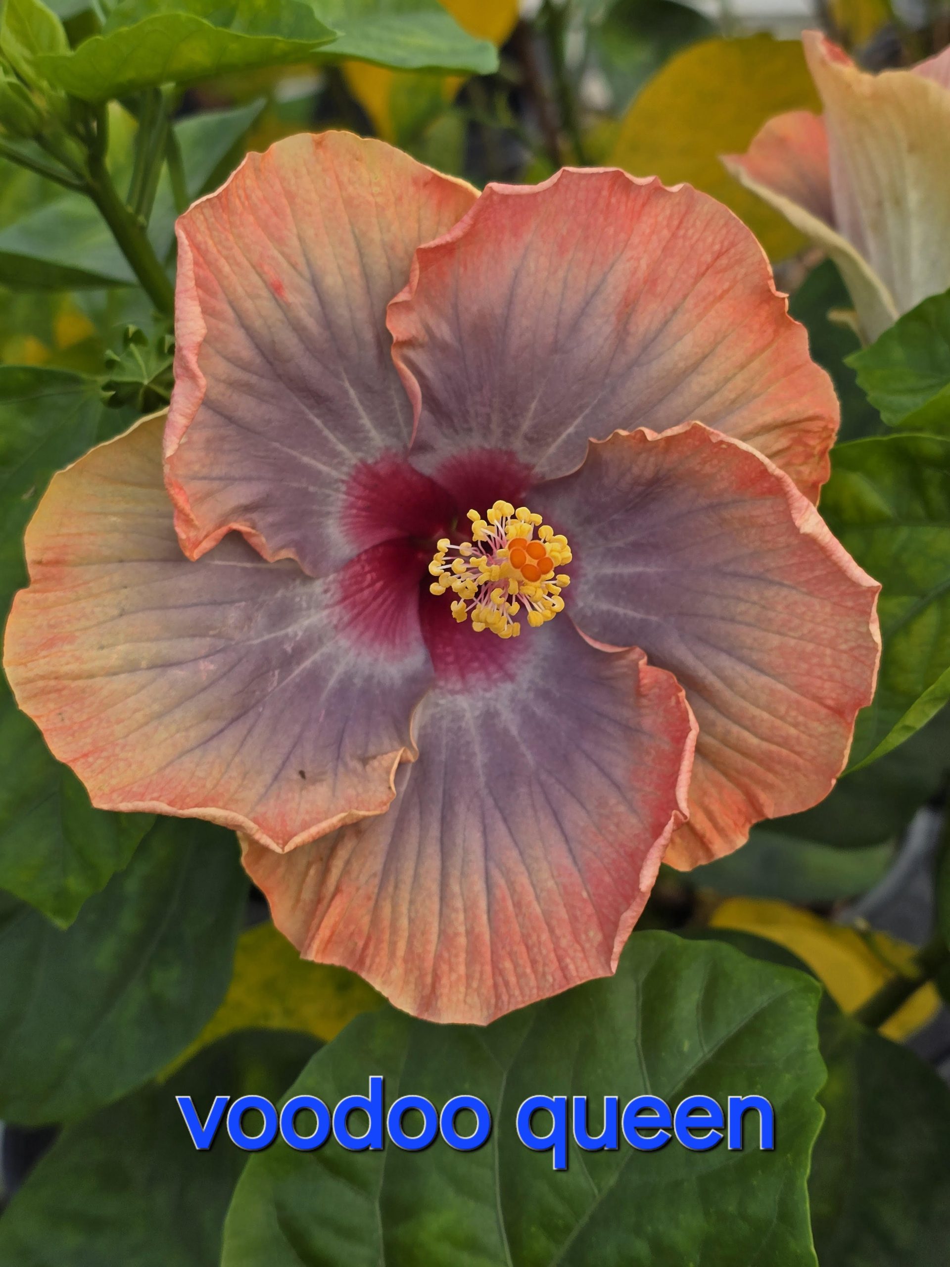 VOODOO QUEEN - Dupont Nursery