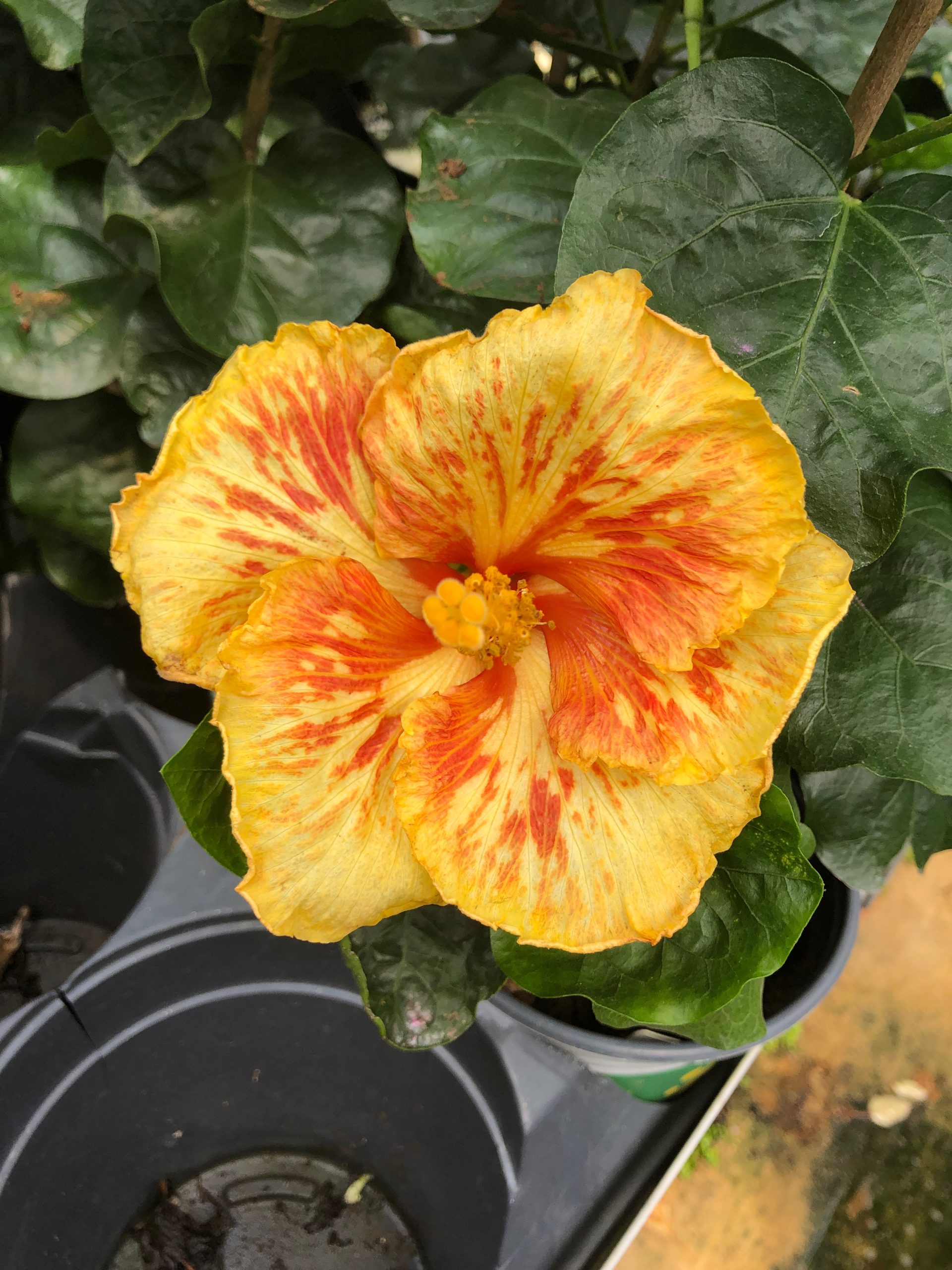 WHO DAT BABY - Dupont Nursery