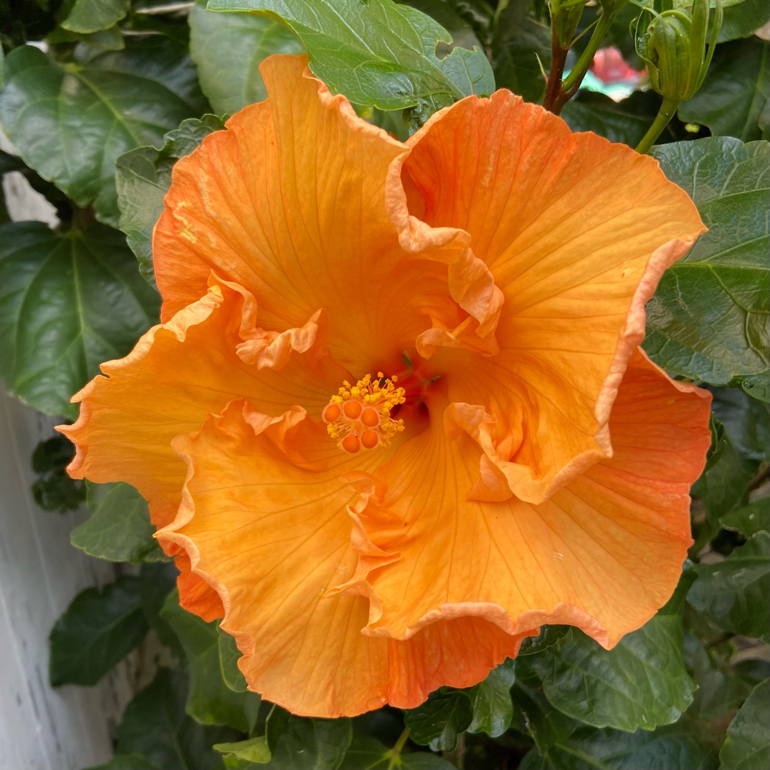 WHO DAT - Dupont Nursery